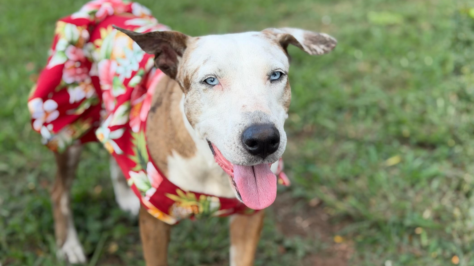 Pet of the Week: Snow White | News, Sports, Jobs - Maui News